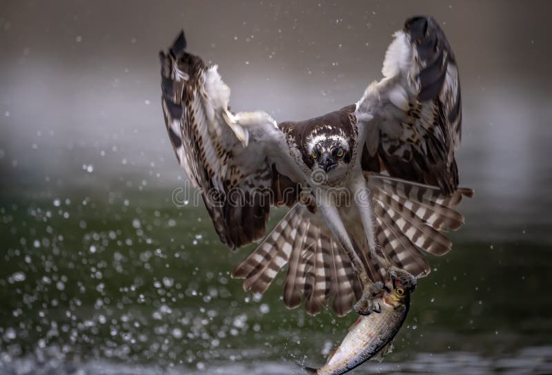 Osprey Catching a Fish with Talons Out Stock Photo - Image of hunting ...