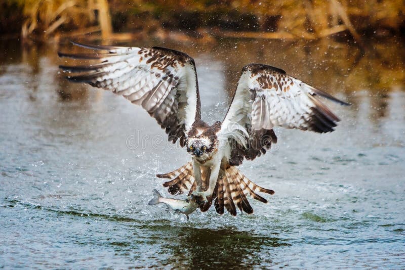 Osprey catching a fish stock photo. Image of beak, horizontal - 32996058