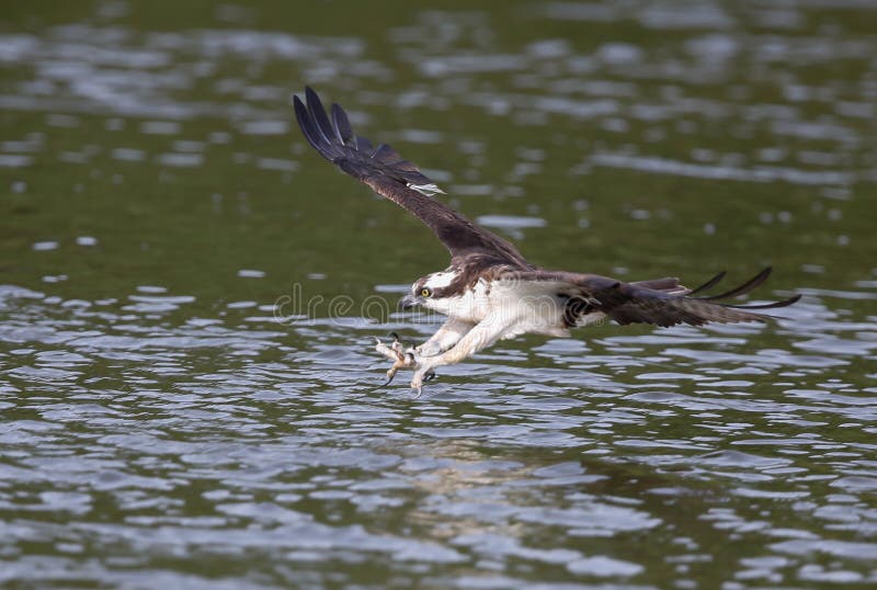 Osprey catching fish stock image. Image of water, isolated - 56528743