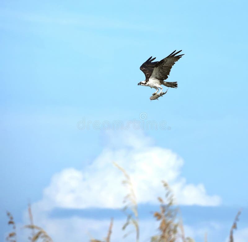 1,067 Osprey Claws Photos - Free & Royalty-Free Stock Photos from ...