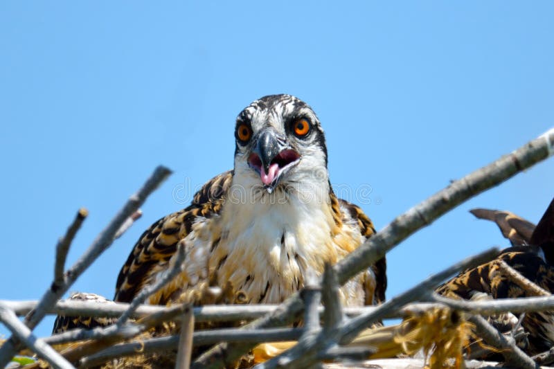 Osprey Chick stock photo. Image of pandion, fledged, mouth - 20259146