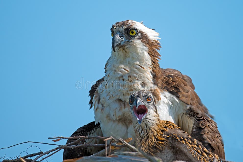 Osprey and Chick stock photo. Image of nature, branch - 32207352
