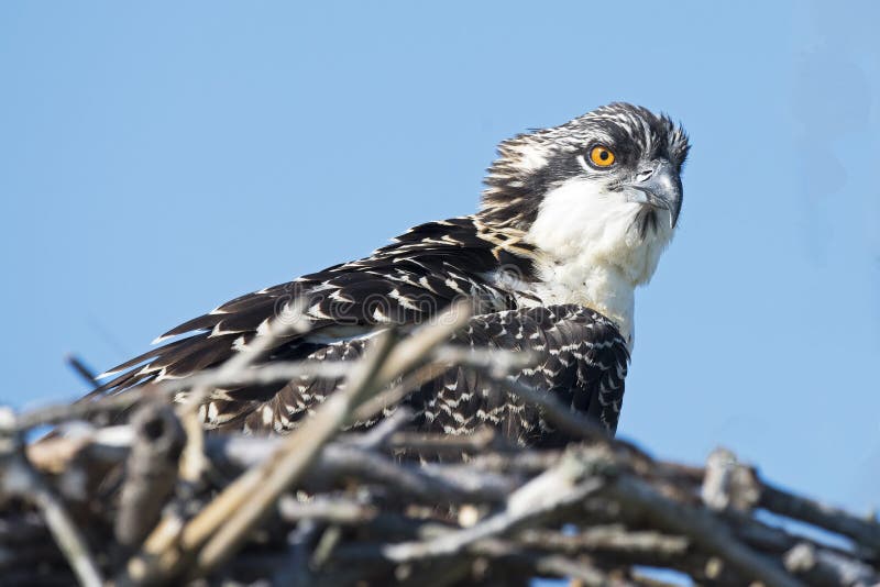 Osprey Chick stock photo. Image of ocean, wildlife, pandion - 75510064
