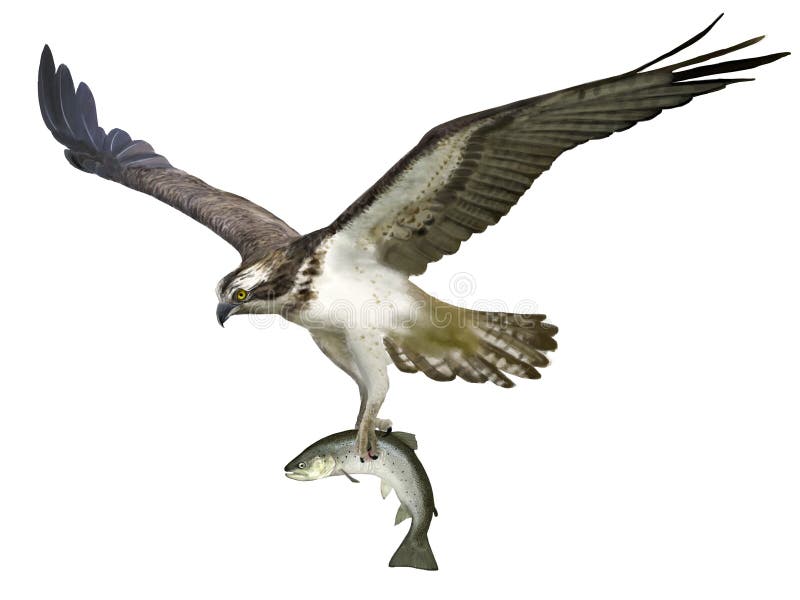 Predator And Prey Clipart