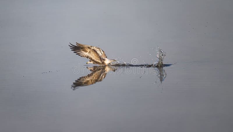 Osprey Diving To Catch Fish at a Lake Stock Photo - Image of osprey ...