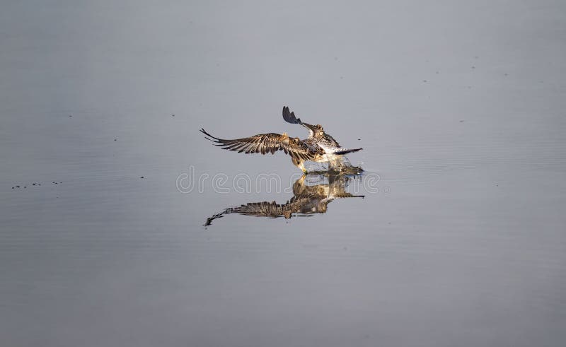 Osprey Diving To Catch Fish at a Lake Stock Photo - Image of osprey ...