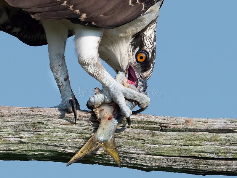 Osprey Eating a Fish stock photo. Image of falcon, eagle - 196736552