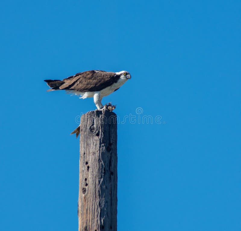 Osprey eating fish stock image. Image of feathered, hunter - 247155531