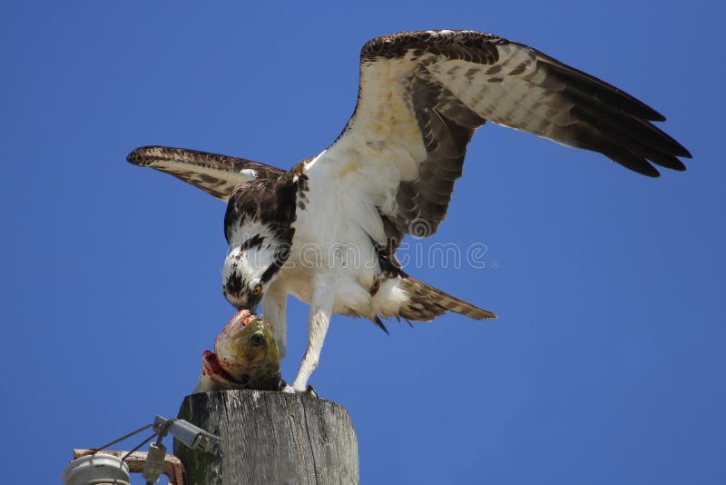 Osprey Eating Fish on a Light Pole Stock Photo - Image of national ...