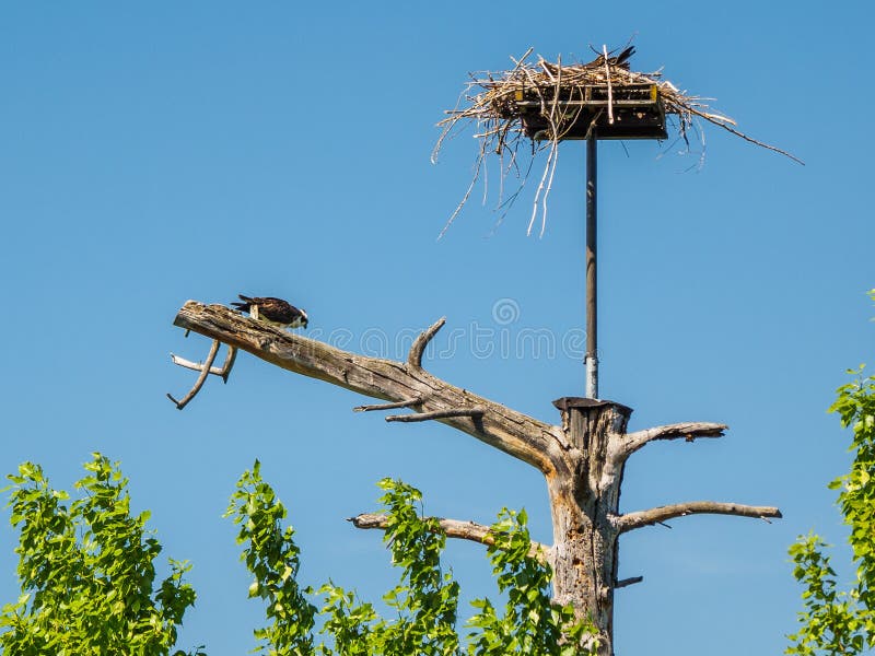 Osprey Eating Freshly Caught Fish at His Nest Stock Photo - Image of ...
