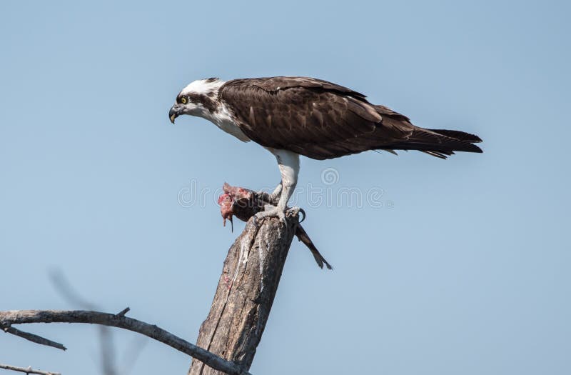 Osprey eating his lunch. stock photo. Image of osprey - 148715784