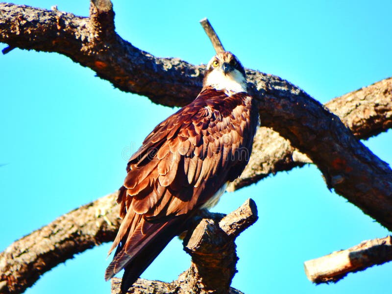 Bird Staring stock image. Image of staring, bird, eyes - 138675967