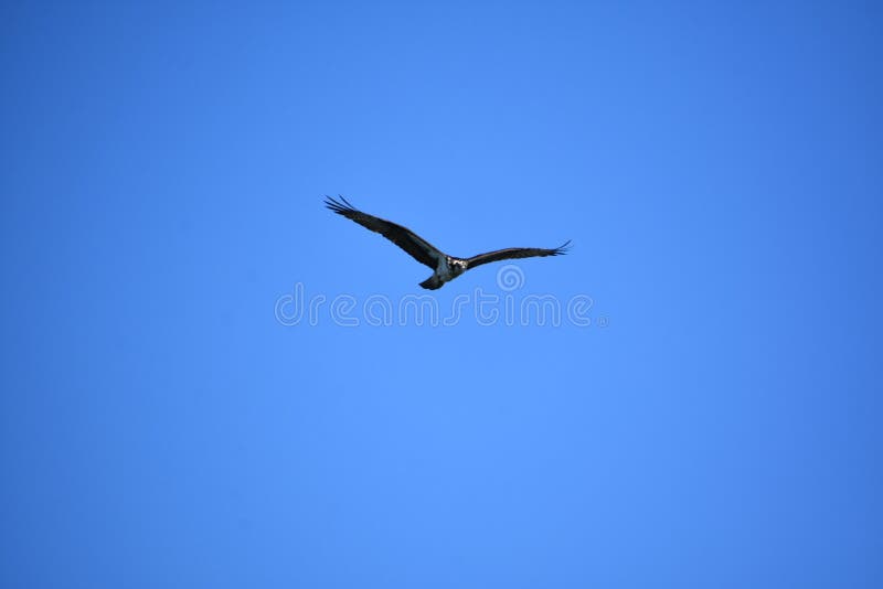 Osprey Feathers Ruffled in Flight in a Blue Sky Stock Image - Image of ...