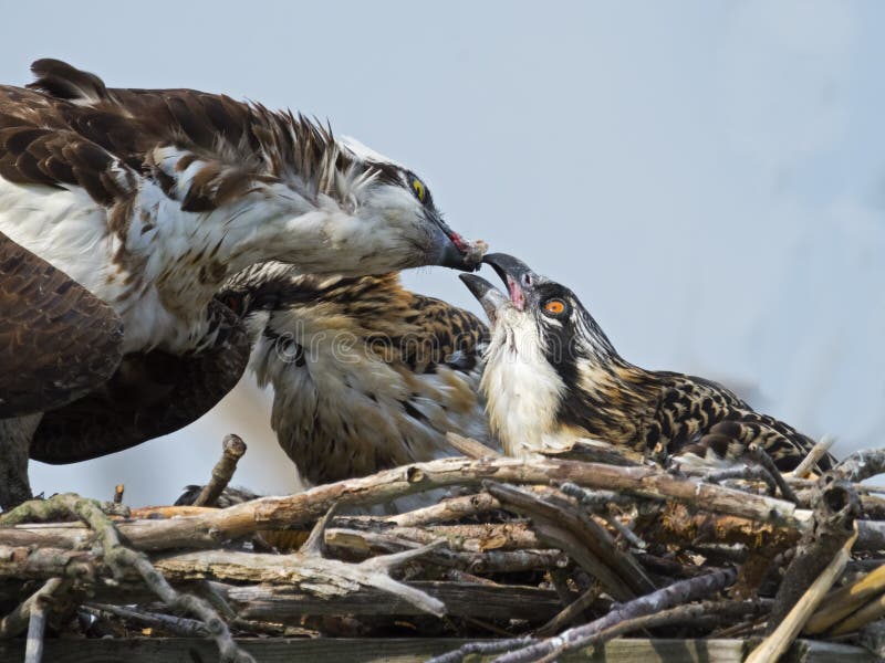 Osprey Feeding Chicks stock image. Image of feeding, bird - 74837823