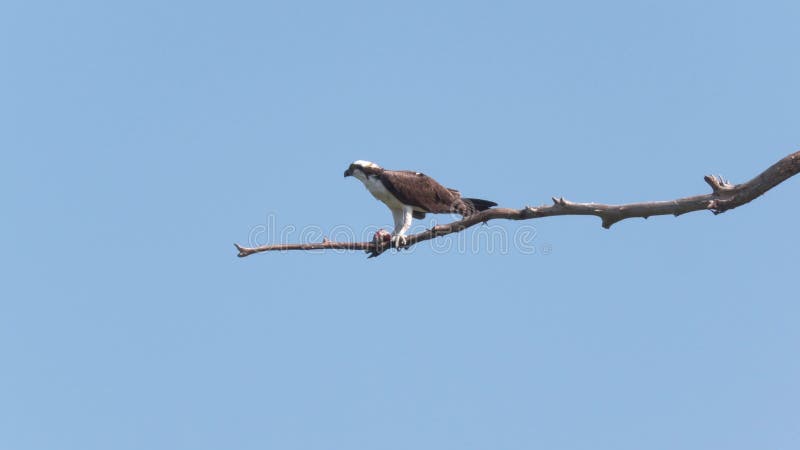 Osprey Feeds on Fish on a Tree Branch Stock Footage - Video of perch ...