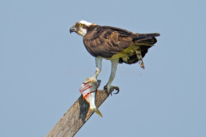 Osprey with Fish stock photo. Image of america, birds - 26274212