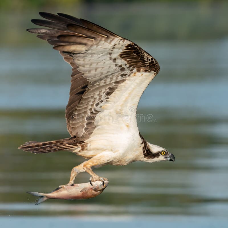 Osprey with a Fish stock image. Image of hunting, banking - 333128265