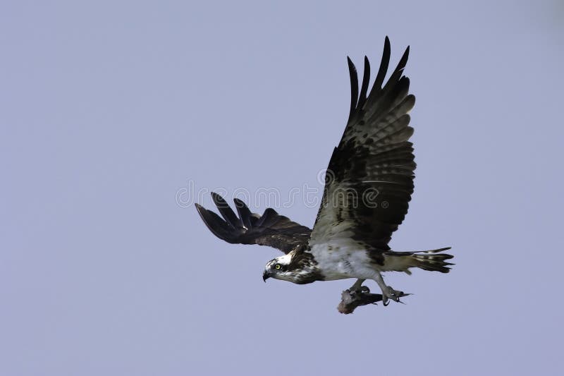Osprey with Fish in Claw Flying Stock Image - Image of eagle, animal ...