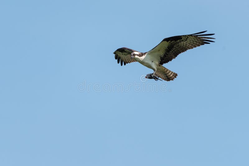 Osprey with Fish stock image. Image of haliaetus, raptor - 124121187