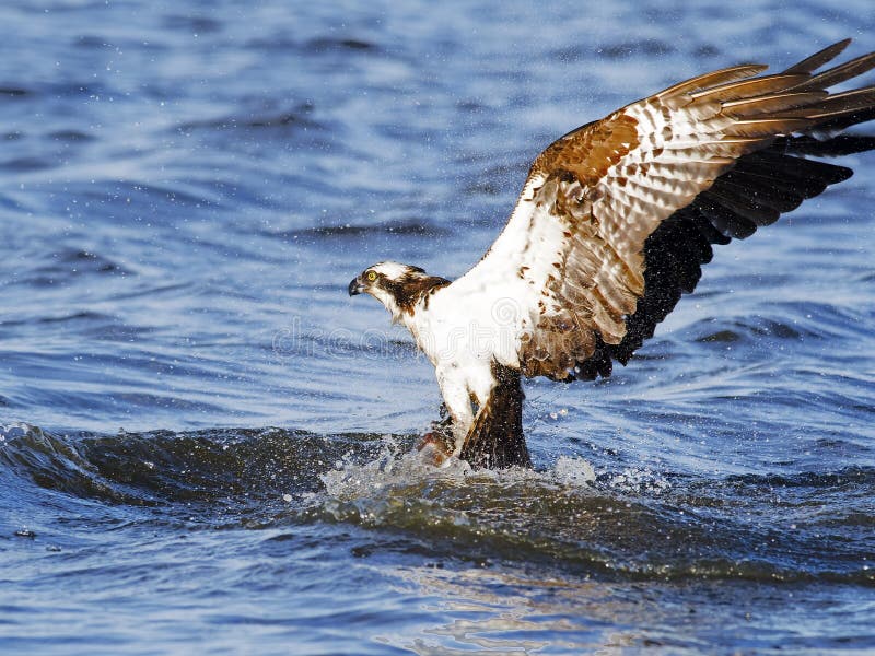 Osprey Fish Dive stock image. Image of nature, raptor - 78767429