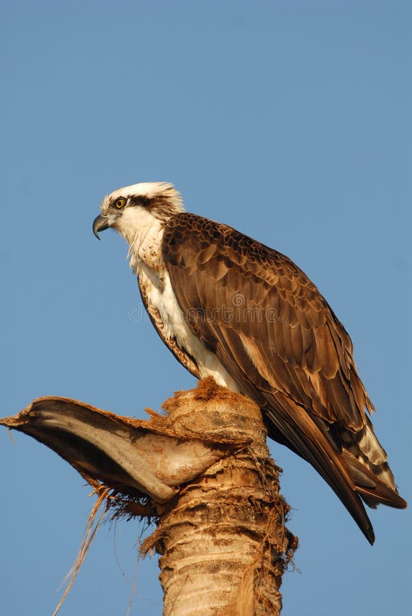 Osprey, the Fish Eagle stock image. Image of habitat - 91467425