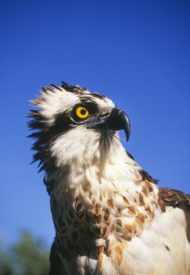 Osprey or fish hawk stock photo. Image of raptor, bird - 18566740
