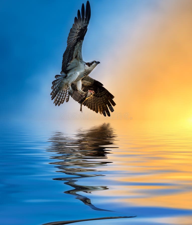 Osprey with Fish at Sunset Reflection in the Water Stock Image - Image ...