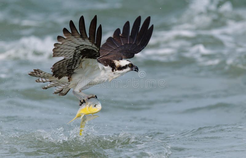 An Osprey Fishing in Florida Stock Photo - Image of lake, banff: 266065986