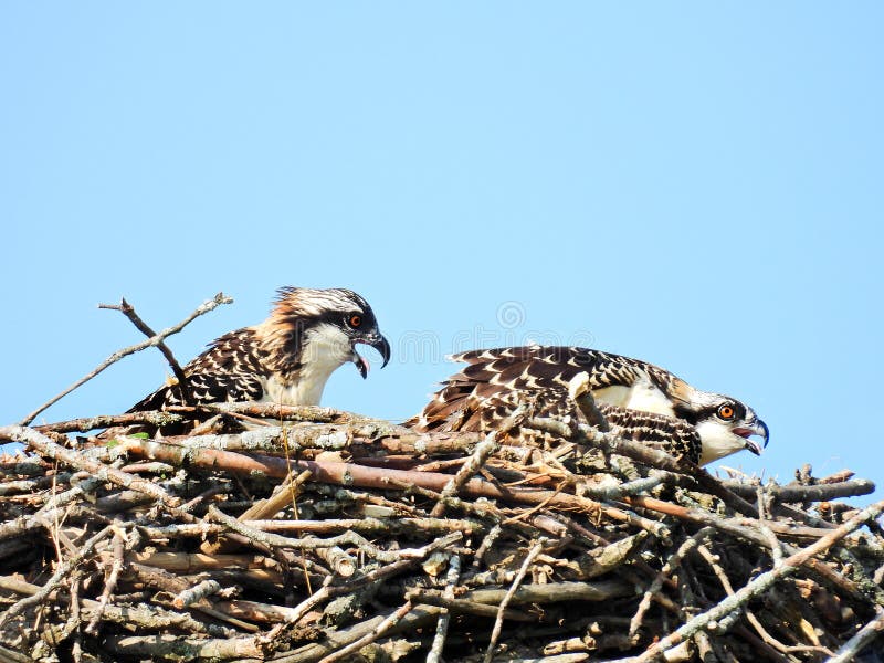 809 Can Birds Eat Oatmeal Stock Photos - Free & Royalty-Free Stock ...