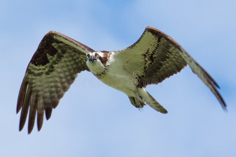 Osprey in Flight stock photo. Image of feather, flight - 21009844