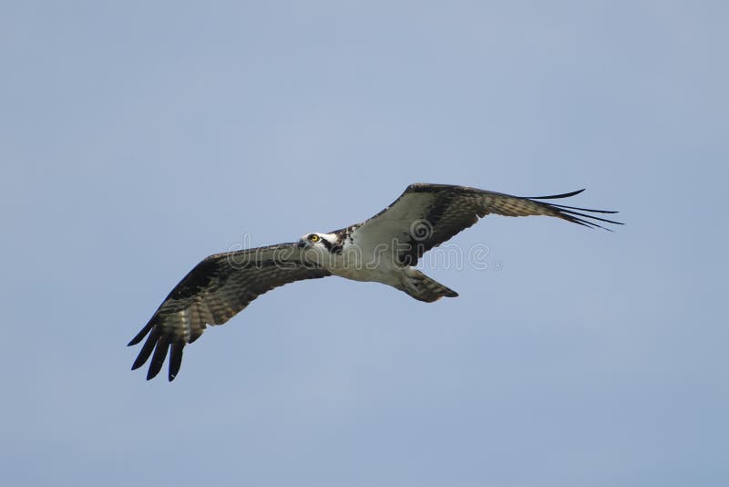 Computer monitor stock photo. Image of computer, business - 248424