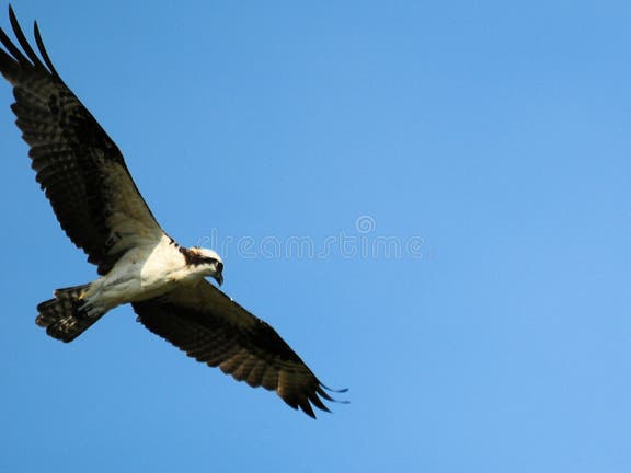 Osprey in flight stock image. Image of bill, flight, hawk - 29561821