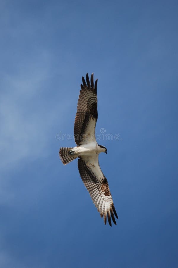 Osprey In Flight Picture. Image: 5469466