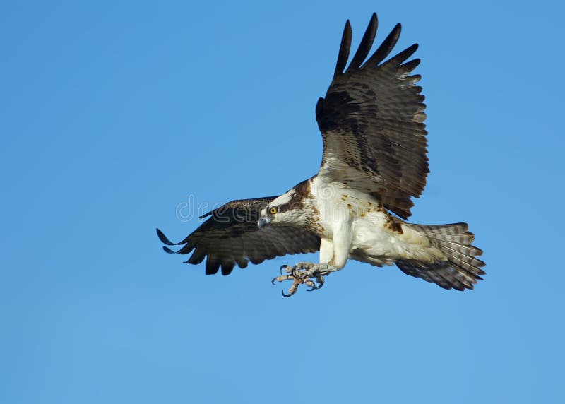 Osprey in flight stock photo. Image of hover, fisher, powerful - 9935626