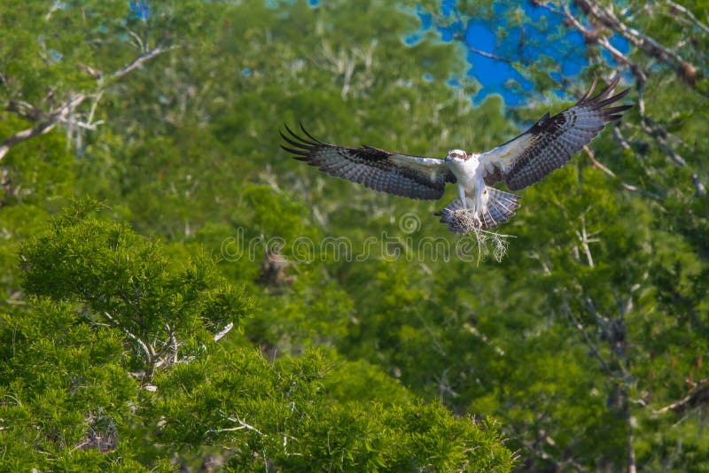 Adult Flying Greater Roadrunner Stock Image - Image of crest, landing ...