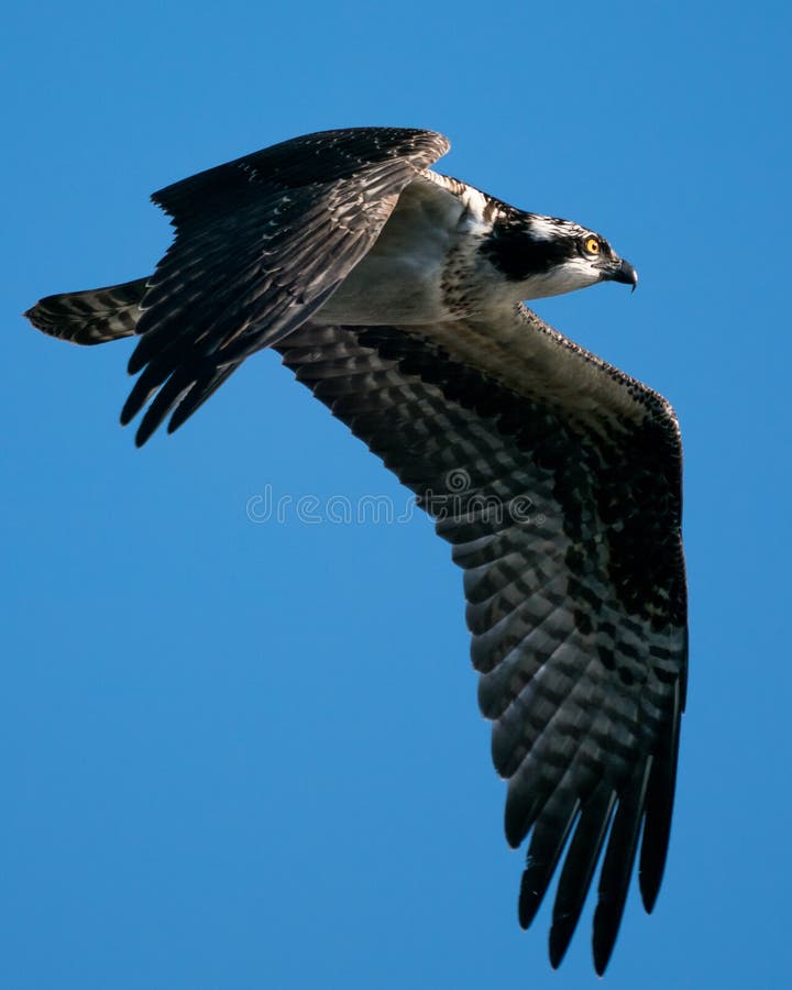Osprey Flight II stock photo. Image of animal, raptor - 105730264