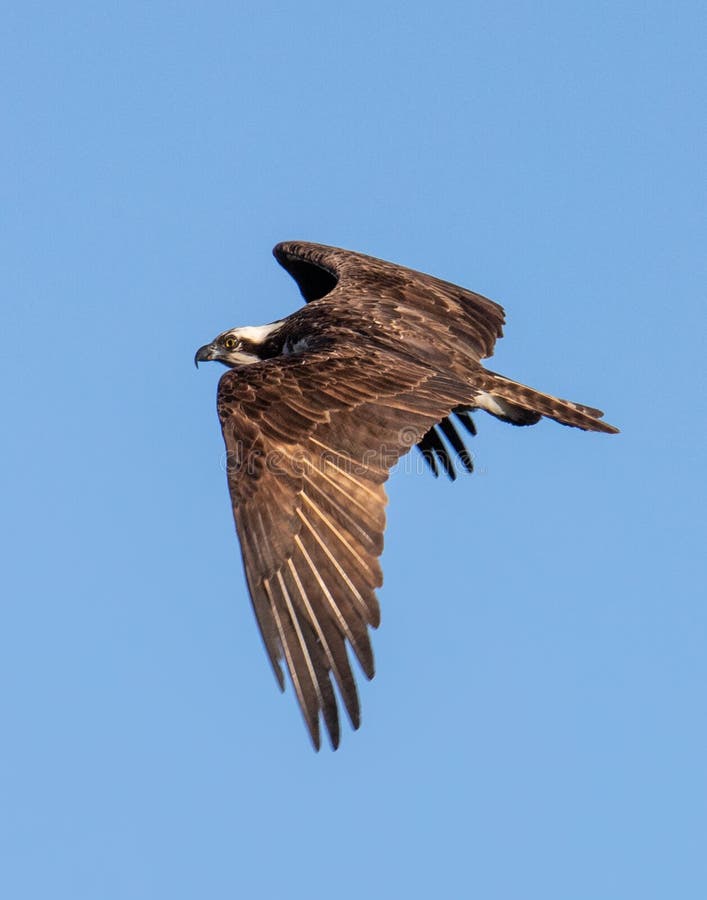 An Osprey in Flight Against a Clear Blue Sky Stock Photo - Image of ...