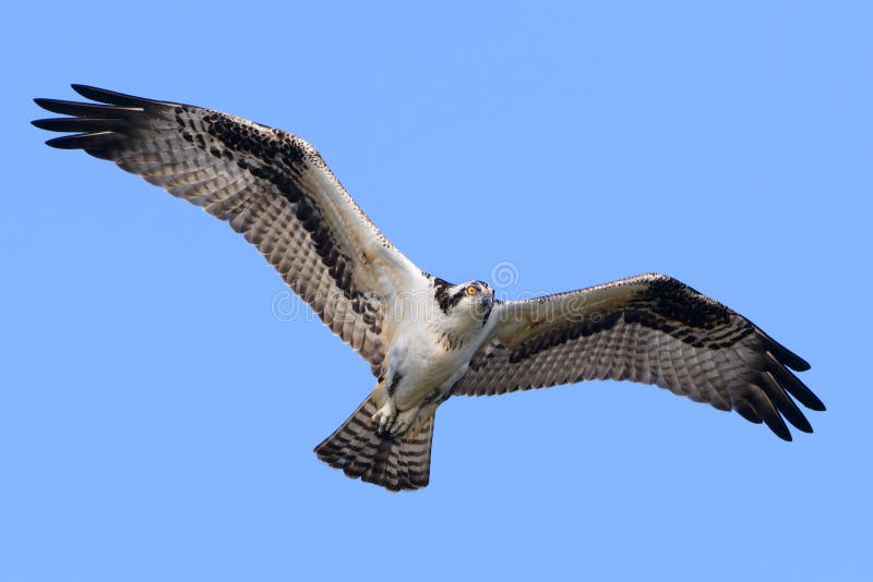Osprey stock photo. Image of haliaetus, feeding, female - 38361744