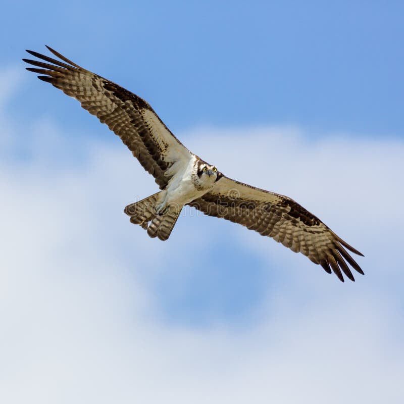 Osprey in Flight stock image. Image of osprey, wild, brown - 40508273