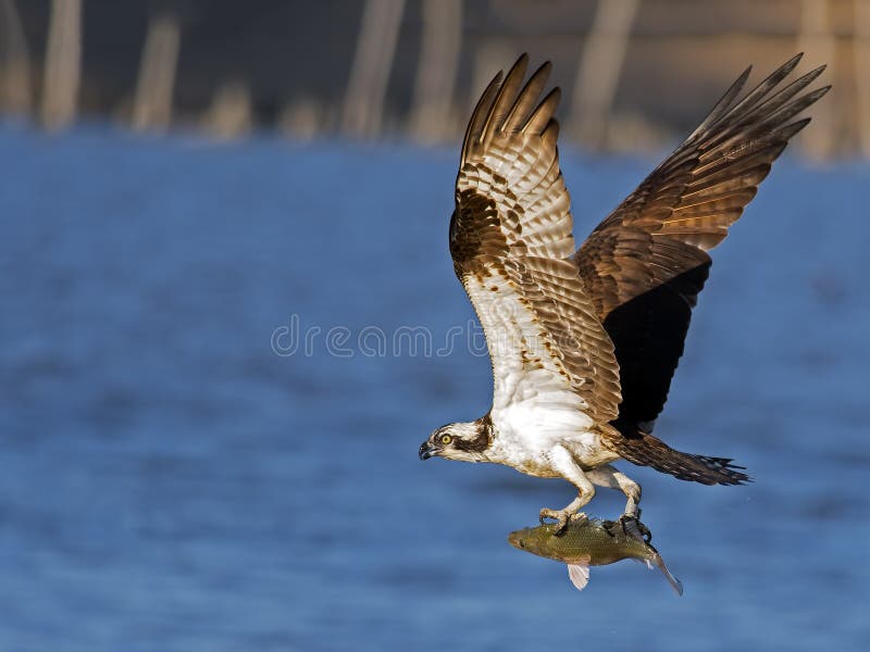 Osprey in Flight with Fish stock photo. Image of wild - 70414406