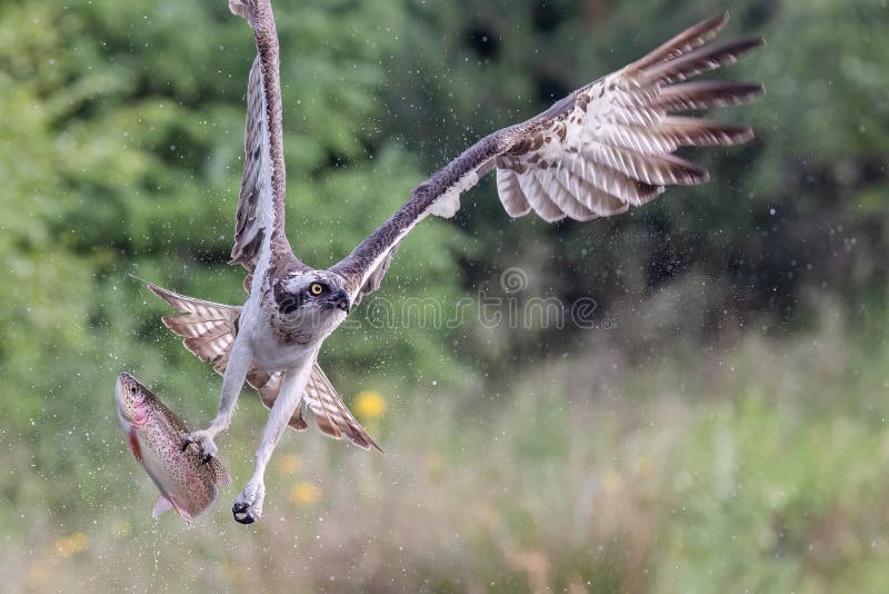 Osprey in Flight with a Fish Over Water. Stock Image - Image of flight ...