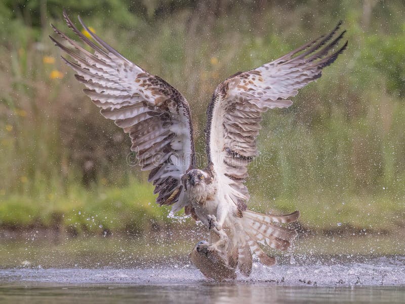 Osprey in Flight with a Fish Over Water. Stock Image - Image of ...