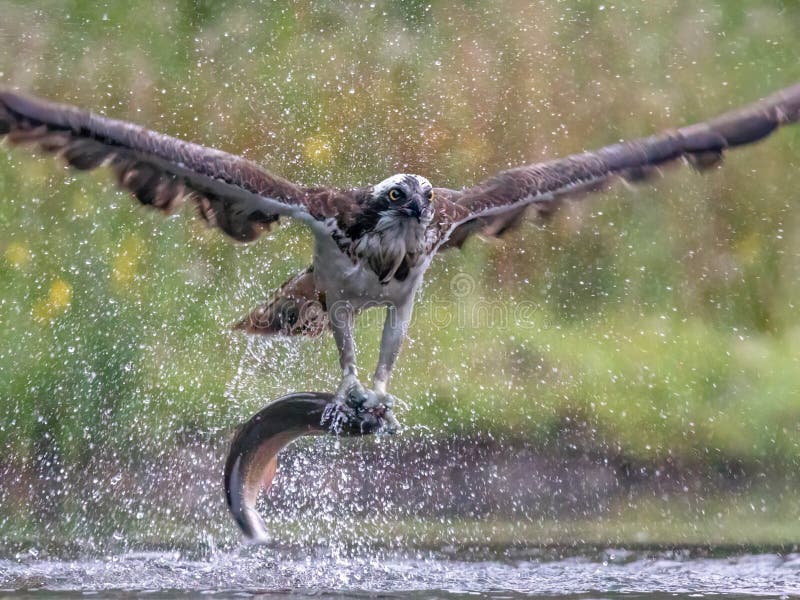 Osprey in Flight with a Fish Over Water. Stock Image - Image of feeding ...