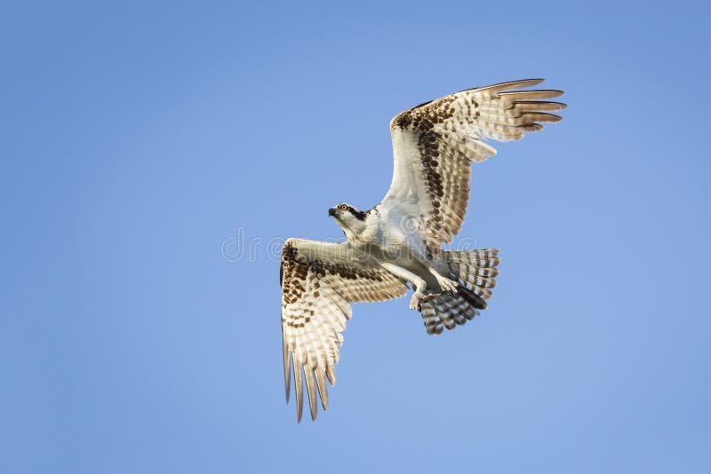 Osprey in Florida stock image. Image of chick, central - 147843813