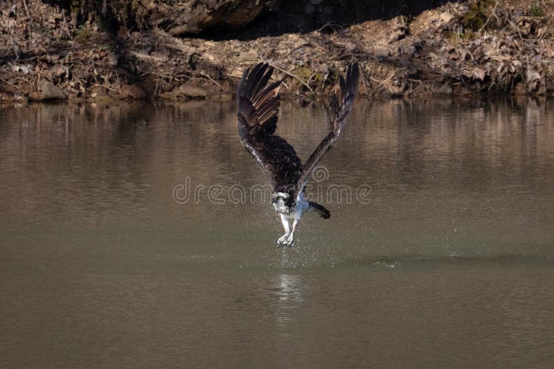 Osprey in flight stock photo. Image of wildlife, flight - 273776652