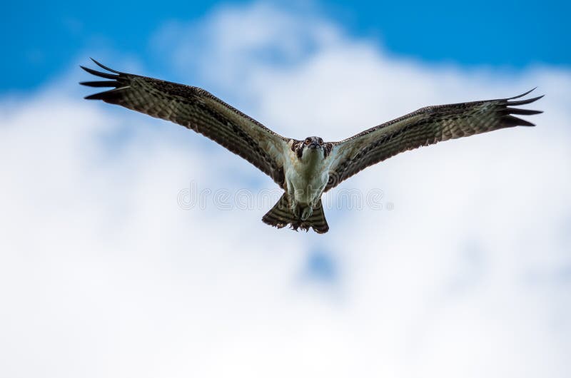 Osprey in flight stock image. Image of flight, flying - 106854103