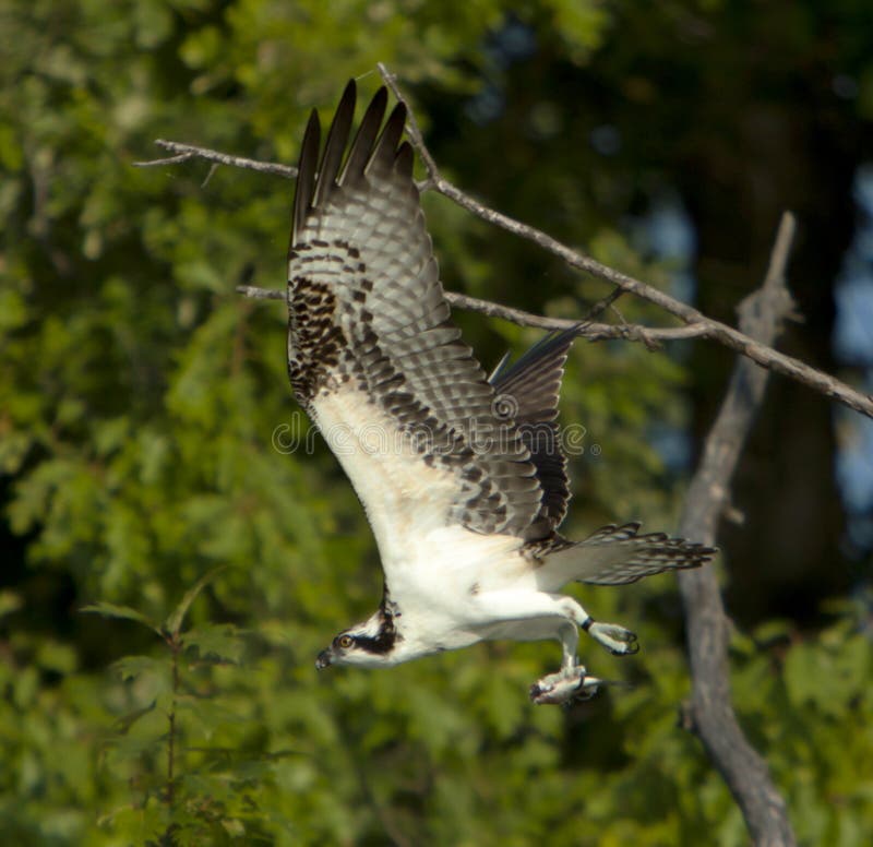 Osprey in Flight with Prey Against Blue Stock Image - Image of flight ...