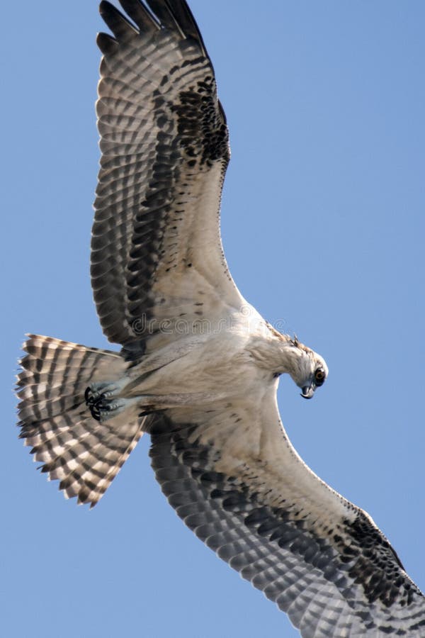 Osprey in Flight Scanning the Water for Prey Stock Image - Image of ...