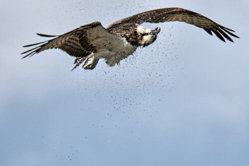 Osprey in Flight Shaking Water from His Feathers Stock Photo - Image of ...