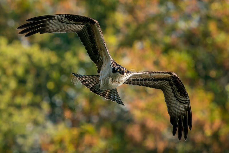 Osprey Flight VI stock photo. Image of rhode, prey, fish - 114923920